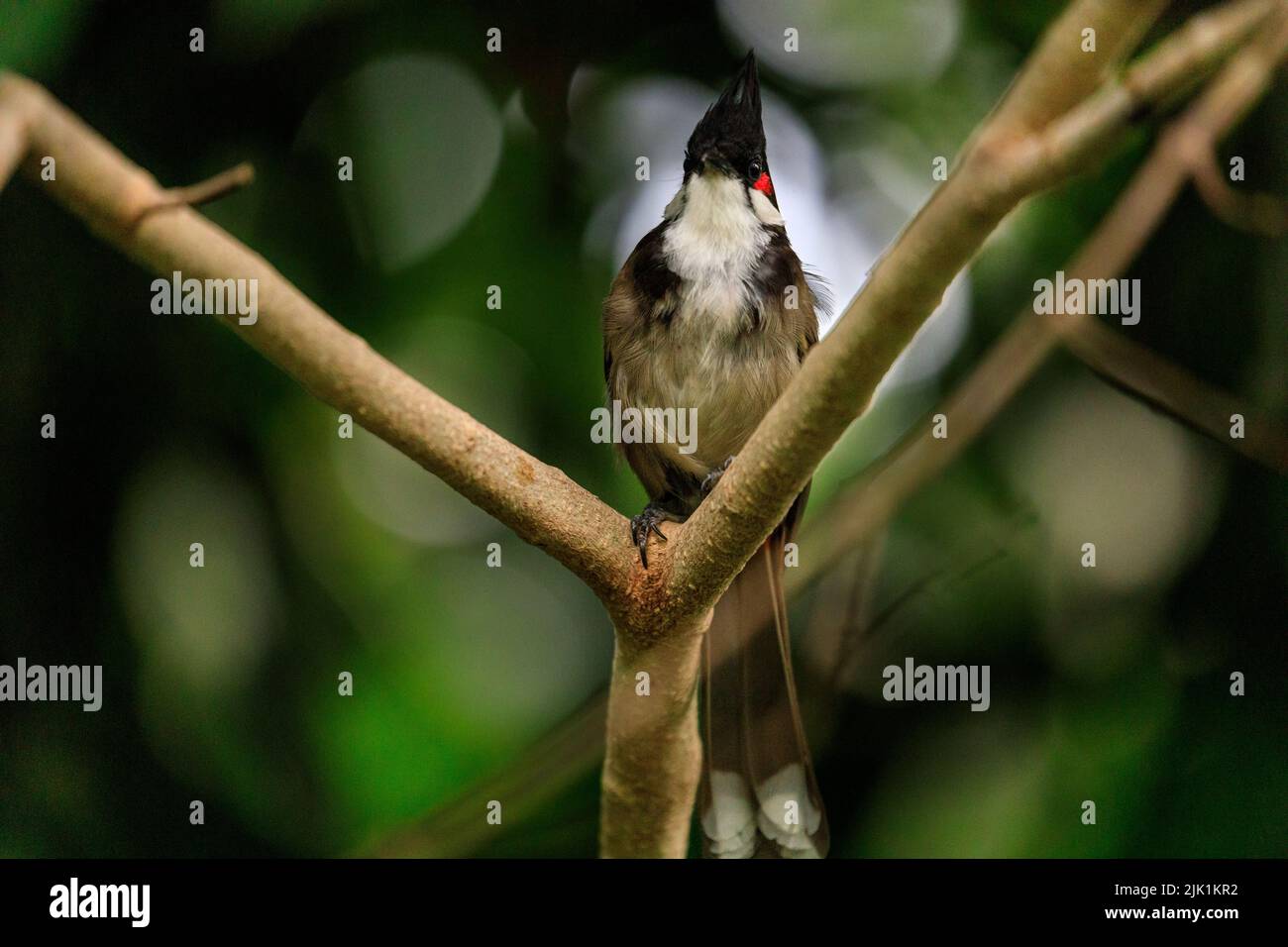 Red-whiskered bulbul (Pycnonotus jocosus), or crested bulbul, passerine ...