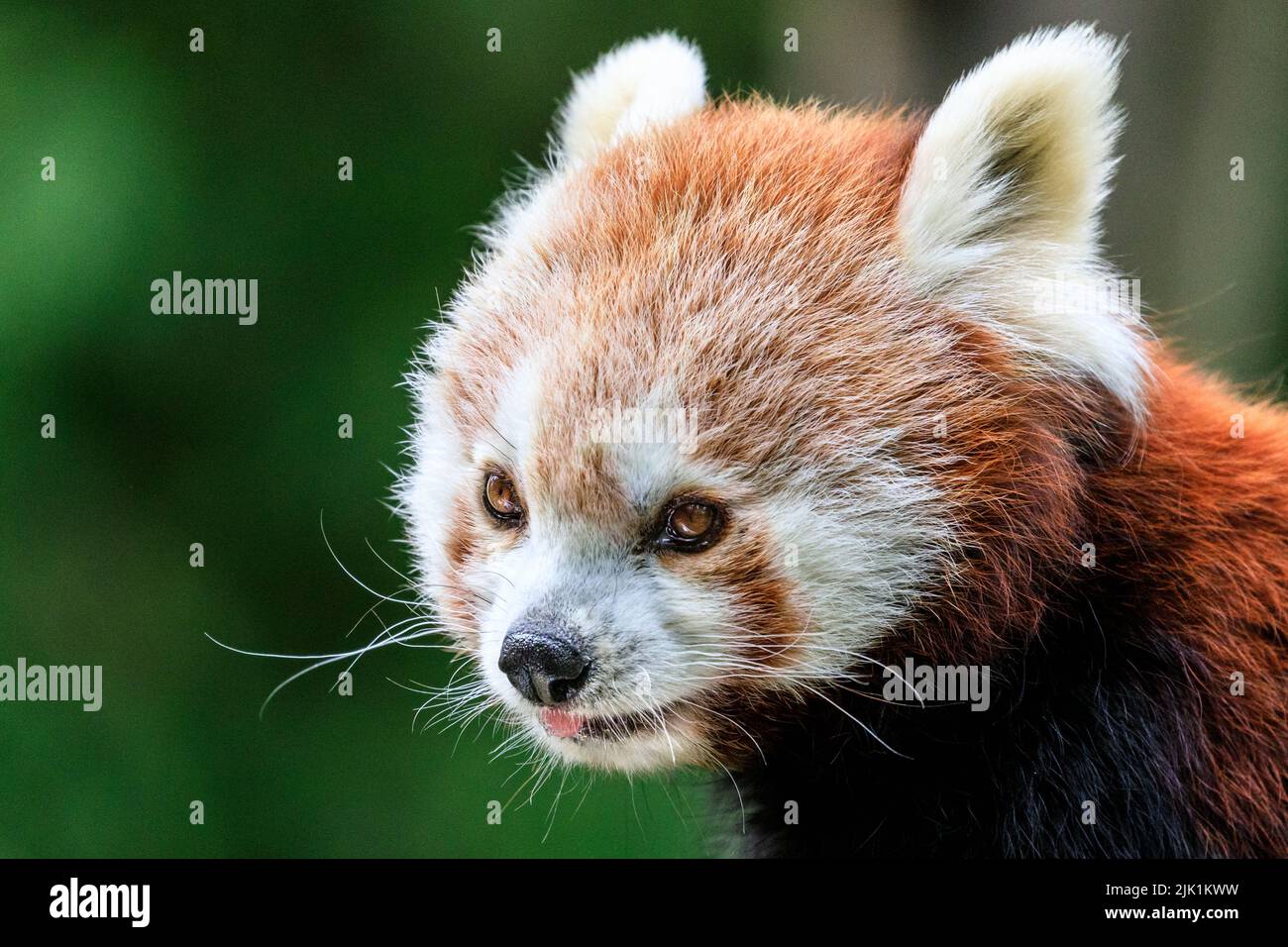 Red panda face hi-res stock photography and images - Alamy