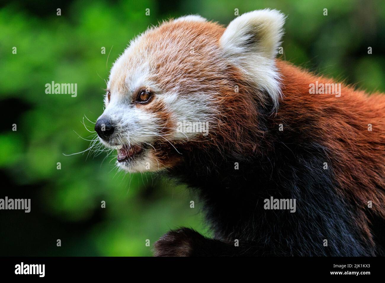 Red panda face hi-res stock photography and images - Alamy