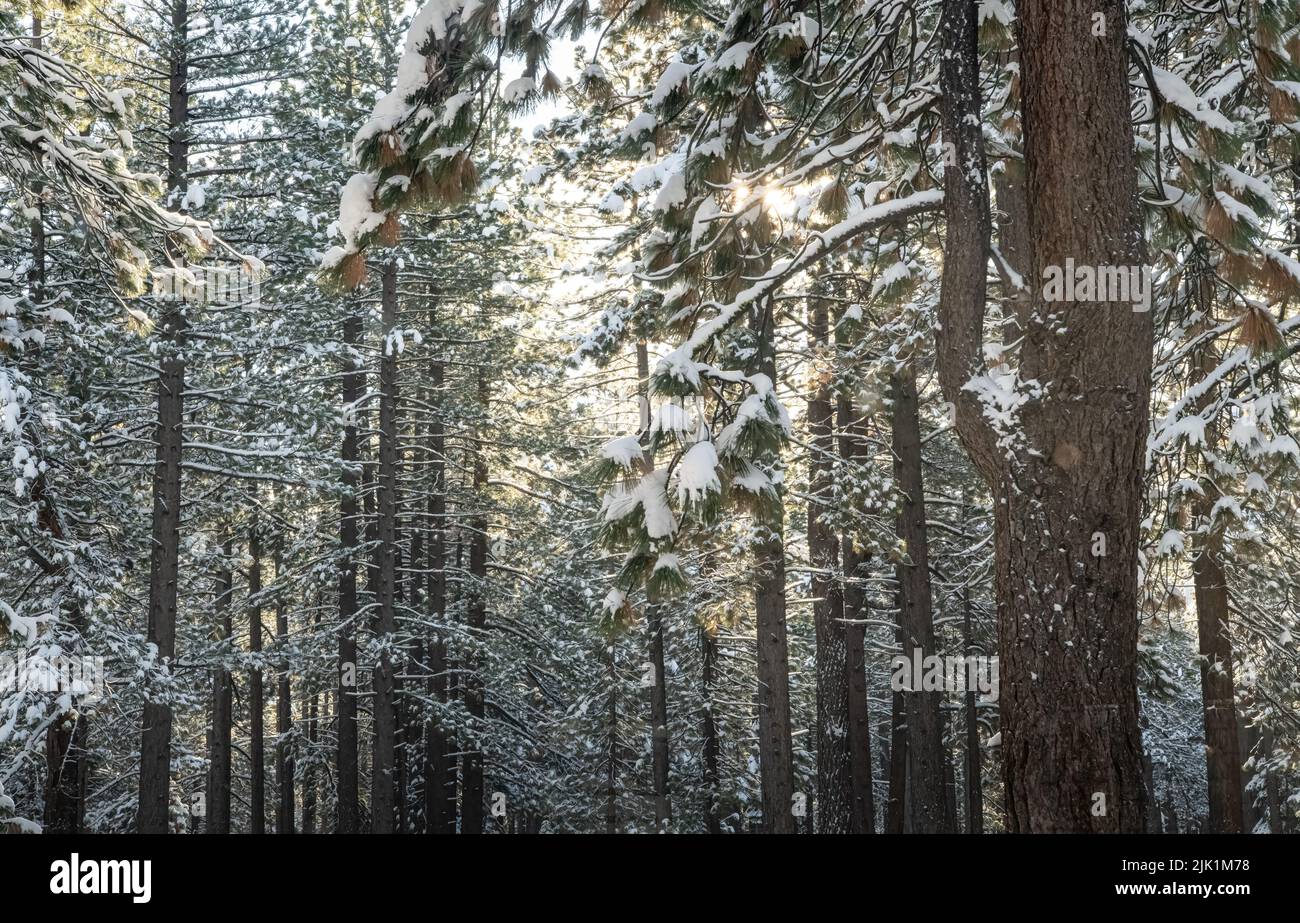 Snow topped trees in Tahoe Stock Photo - Alamy