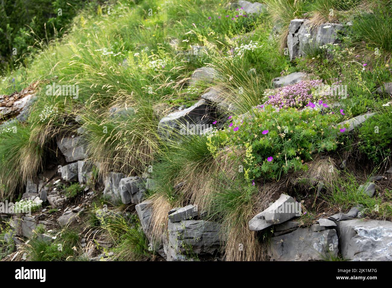 Detail nature view of rocks in the field. Alpine environment background ...