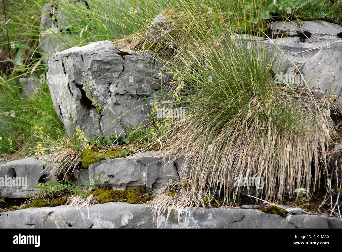 Detail nature view of rocks in the field. Alpine environment background ...