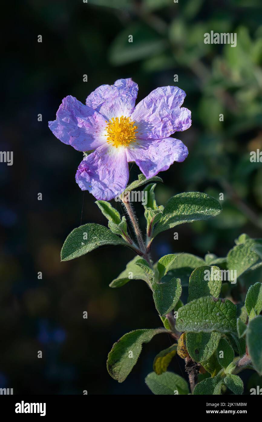 A pink rock rose, with its wrinkled pink petals and yellow stamens, in ...
