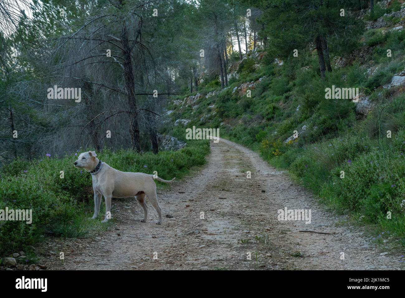 A watchful half breed dog standing on a forest path in the Jerusalem ...