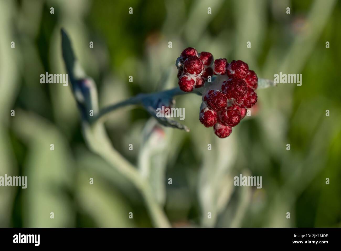 Helichrysum sanguineum hi-res stock photography and images - Alamy