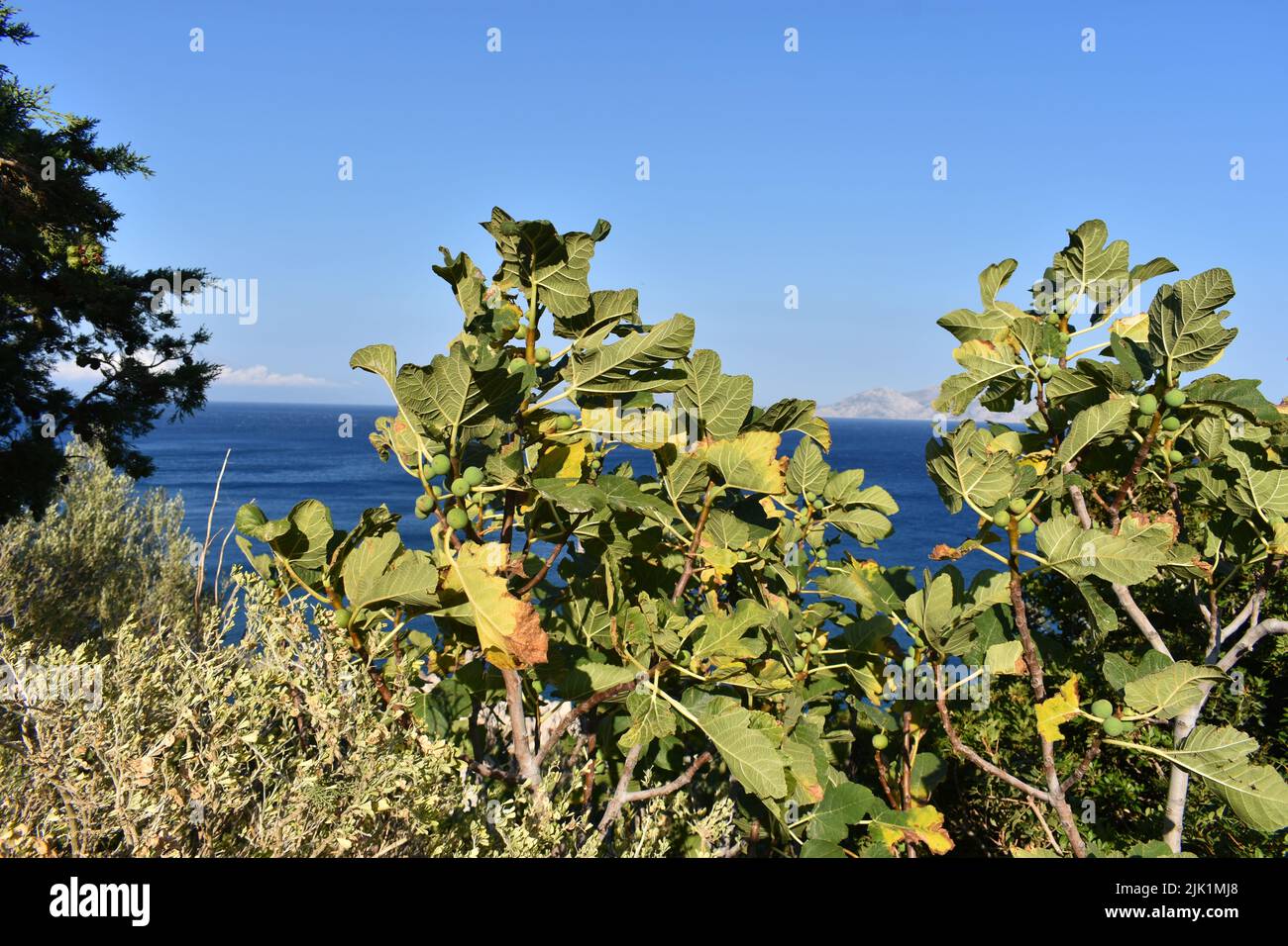 Fig tree with young unripe figs fruit ( latin Ficus carica ) growing ...