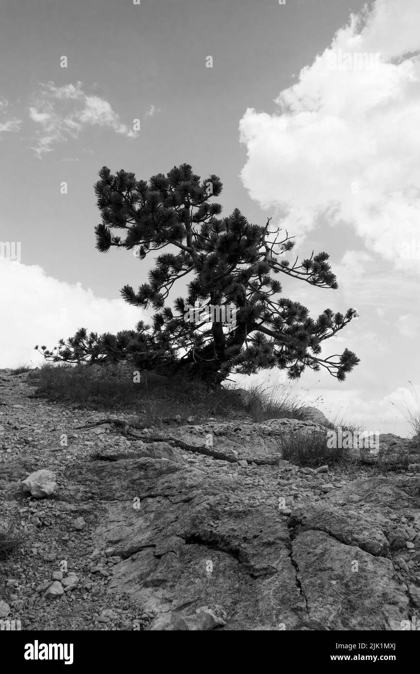 One little fir tree on the top of the rock Stock Photo - Alamy