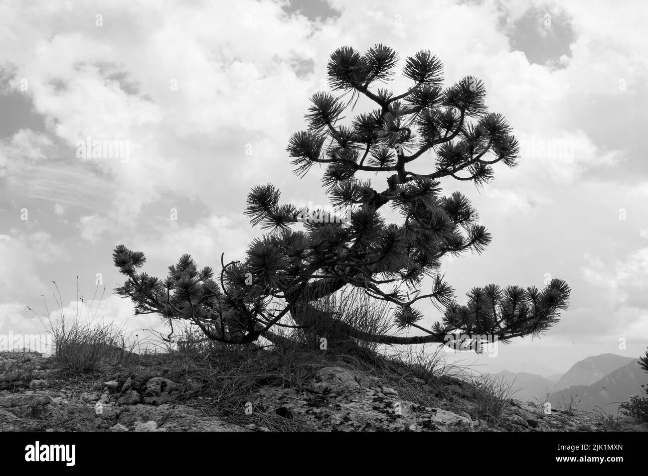 Fir tree top view Black and White Stock Photos & Images - Alamy