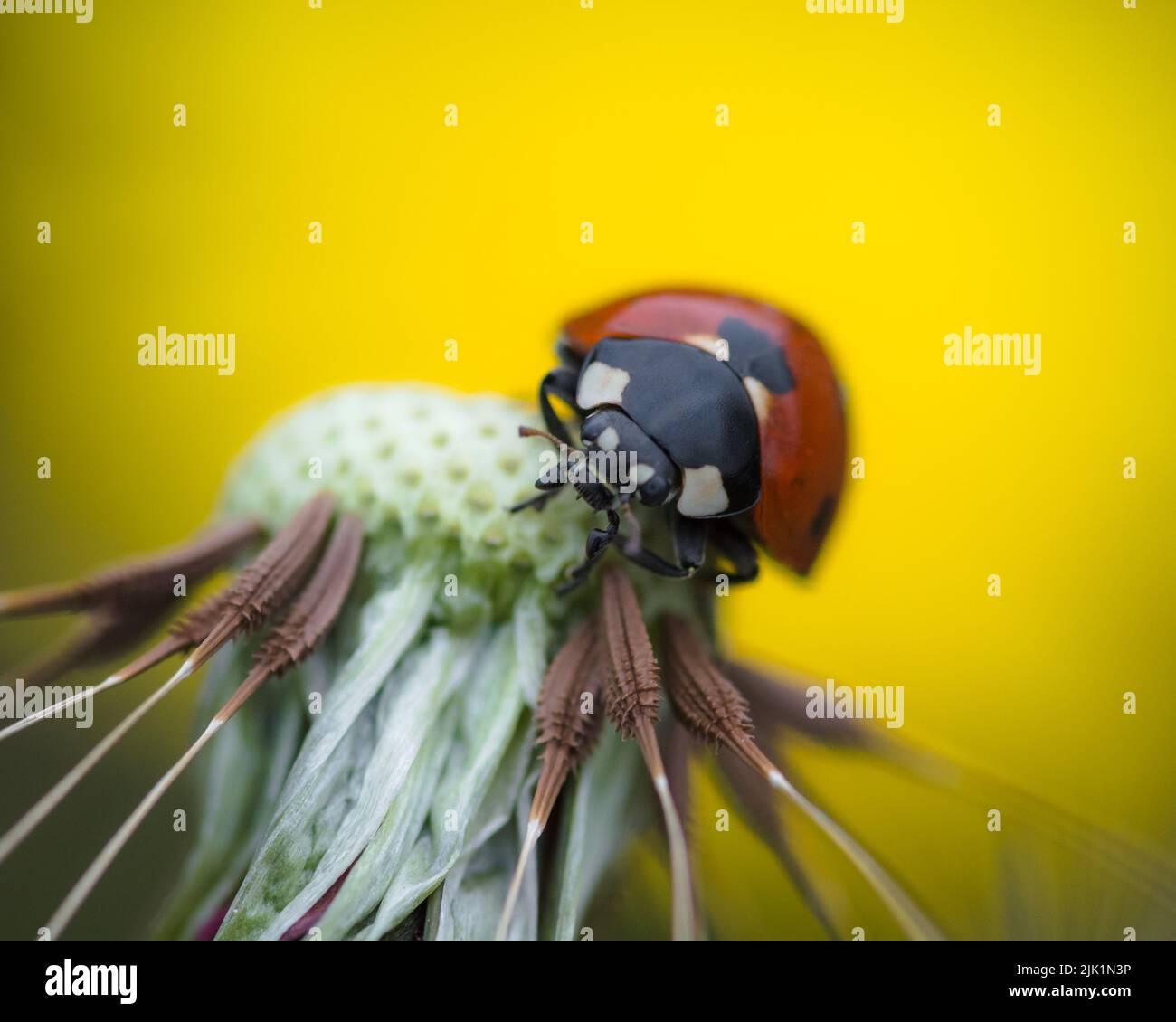 Beautiful flying red ladybug with on dandelion. Macro shot. selective ...