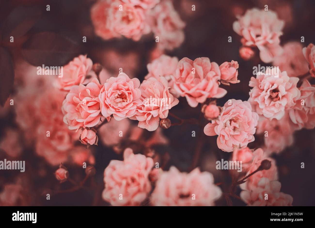 Beautiful pink fragrant rose flowers grow on the bush in the summer ...