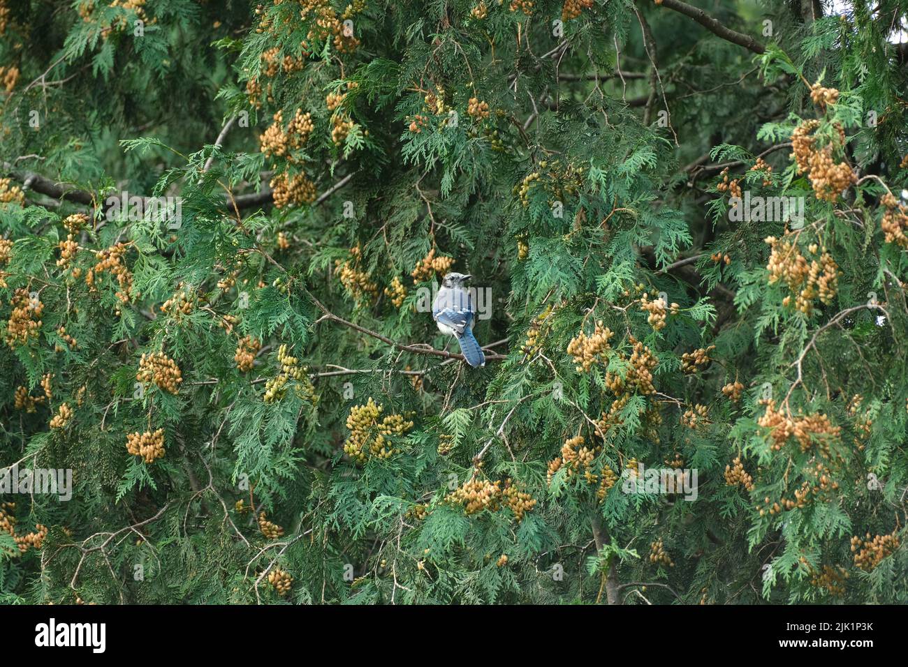 A Blue bird in a Tree Stock Photo - Alamy