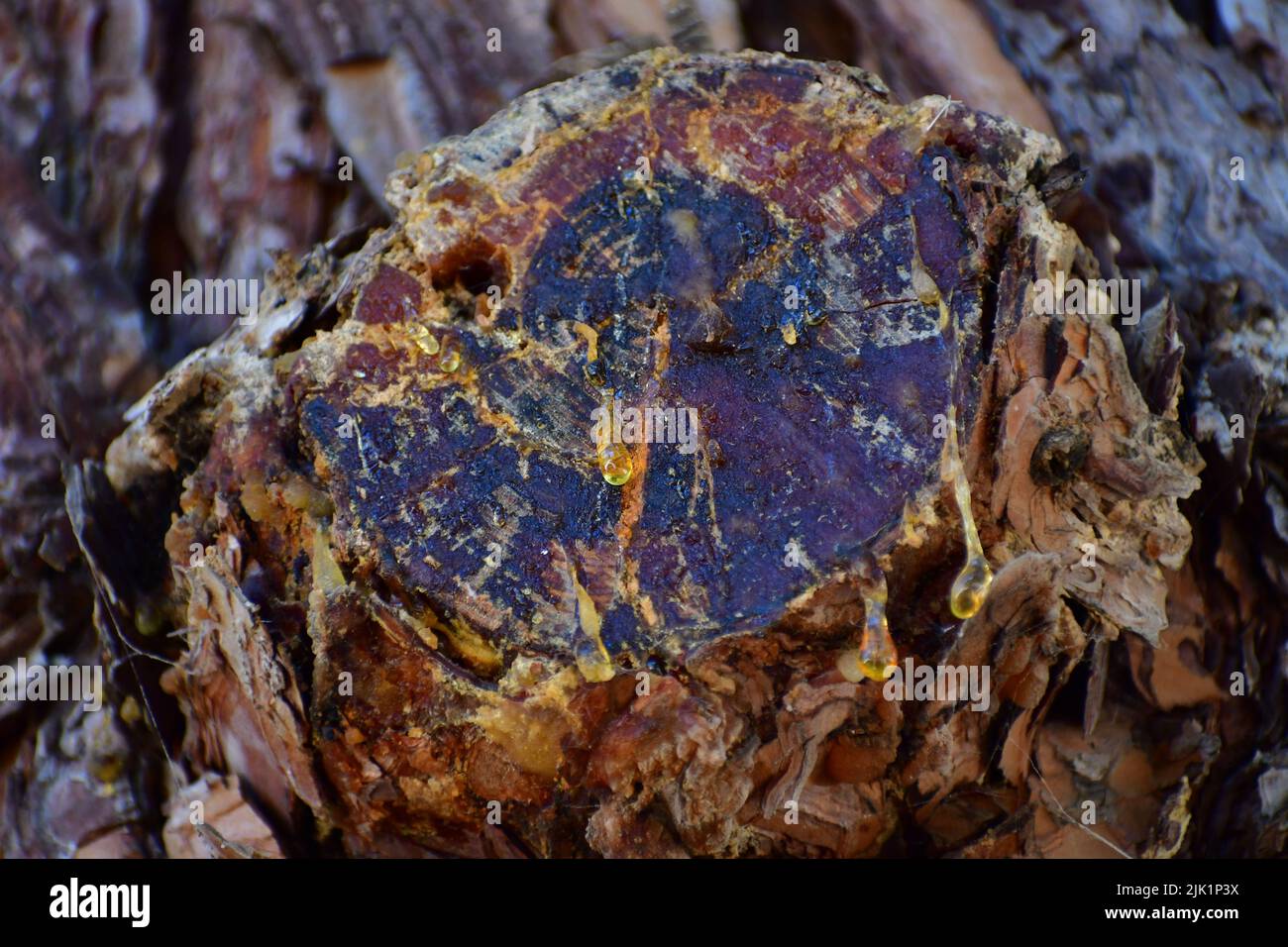 GREECE -ARGOLIDA RETSINI OR RESIN, THE TEARS OF TREES Greece -Retsini ...