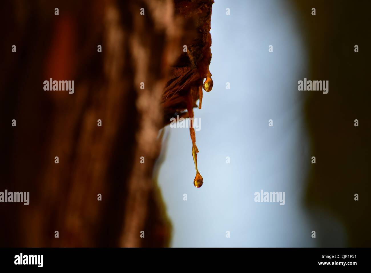 GREECE -ARGOLIDA RETSINI OR RESIN, THE TEARS OF TREES Greece -Retsini ...