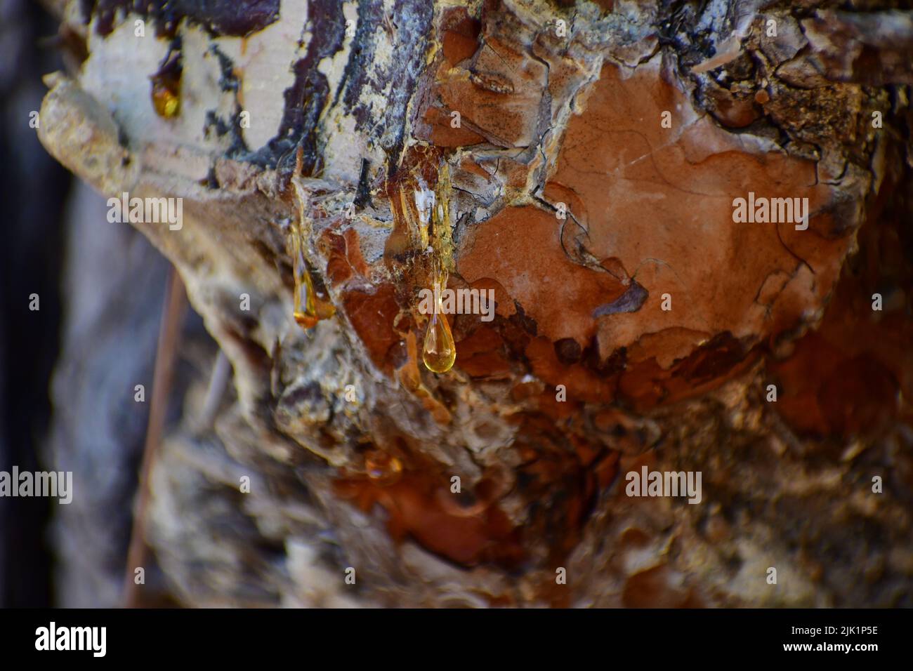 GREECE -ARGOLIDA RETSINI OR RESIN, THE TEARS OF TREES Greece -Retsini ...