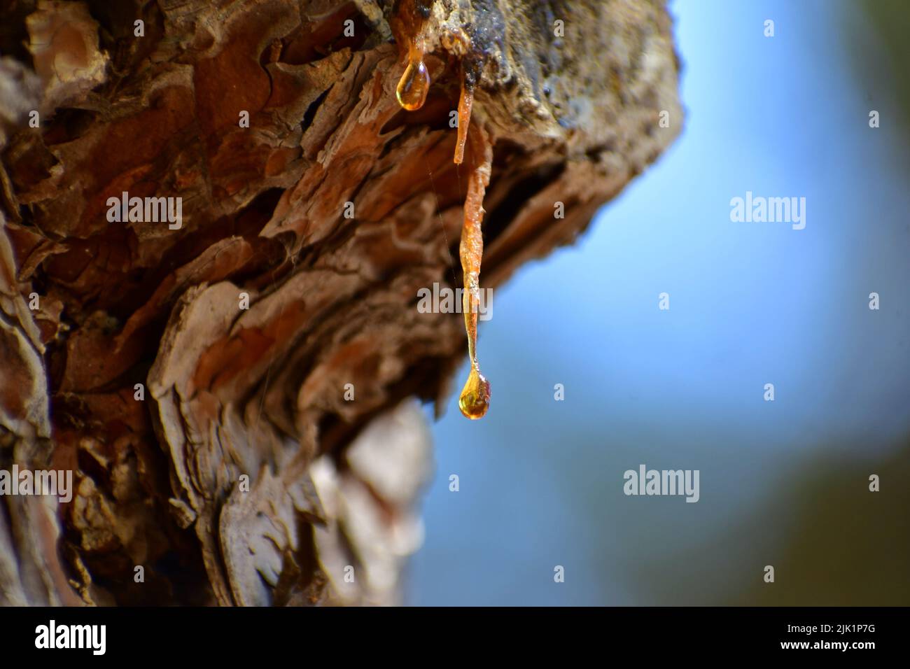 GREECE -ARGOLIDA RETSINI OR RESIN, THE TEARS OF TREES Greece -Retsini ...