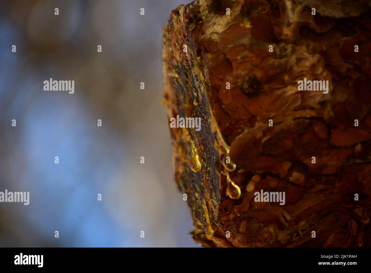 GREECE -ARGOLIDA RETSINI OR RESIN, THE TEARS OF TREES Greece -Retsini ...