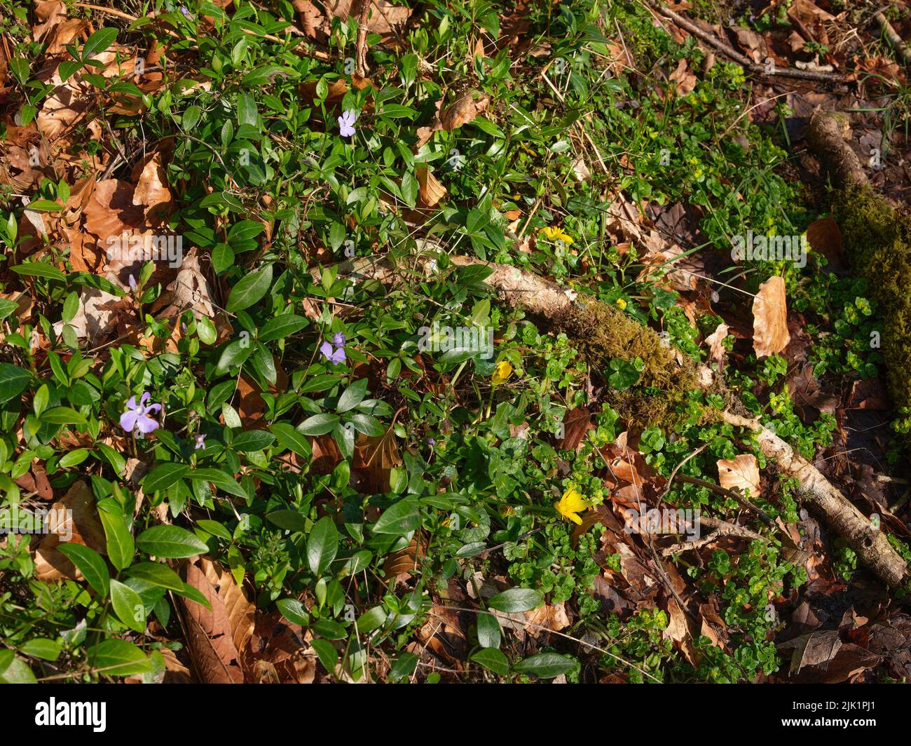 Growing wild, Celandine and Periwinkle on a verge in Strachur. Argyll ...