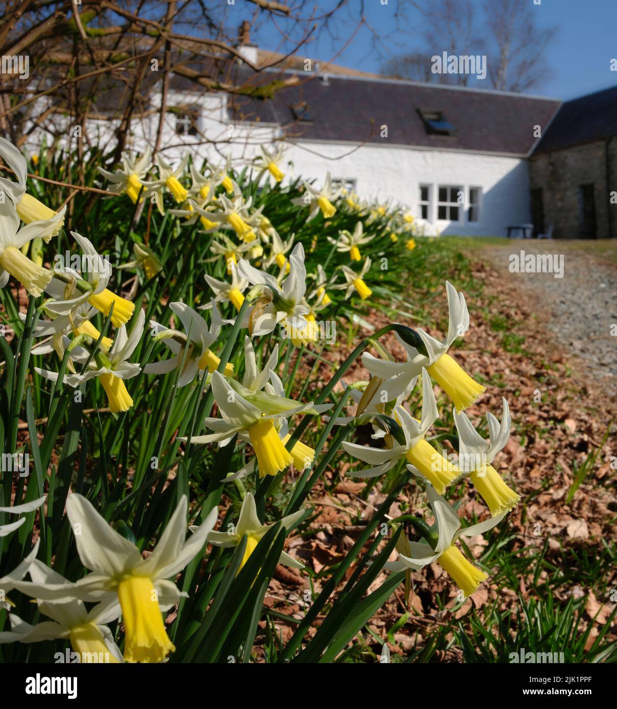 Patch of daffodils growing in the garden of a converted farmhouse ...