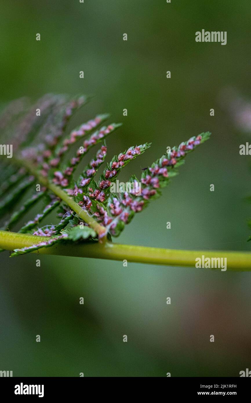 Fern. A detail of the tip of a branch on a fern. Taken close up, the ...