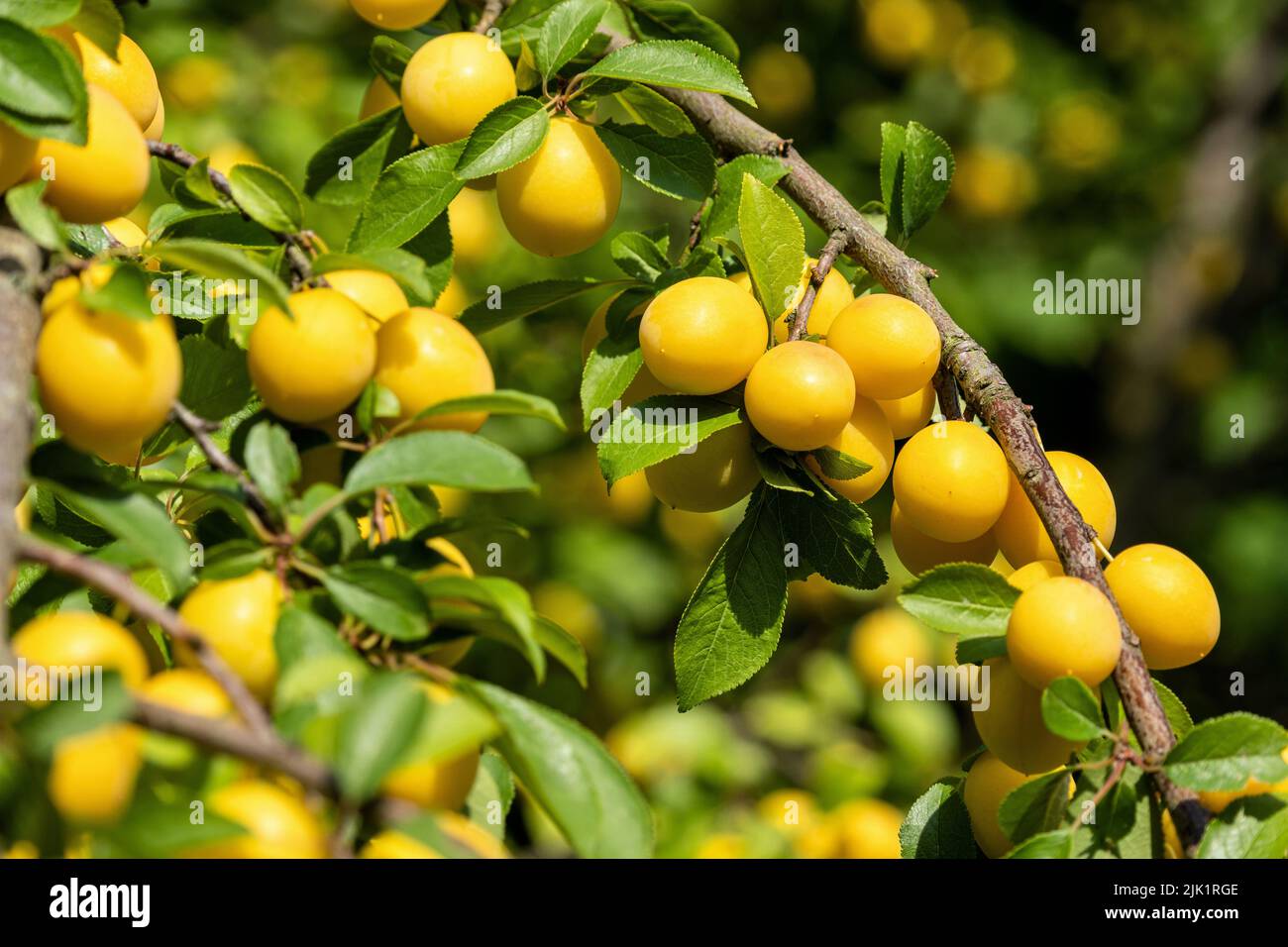 Ripe mirabelles hi-res stock photography and images - Alamy