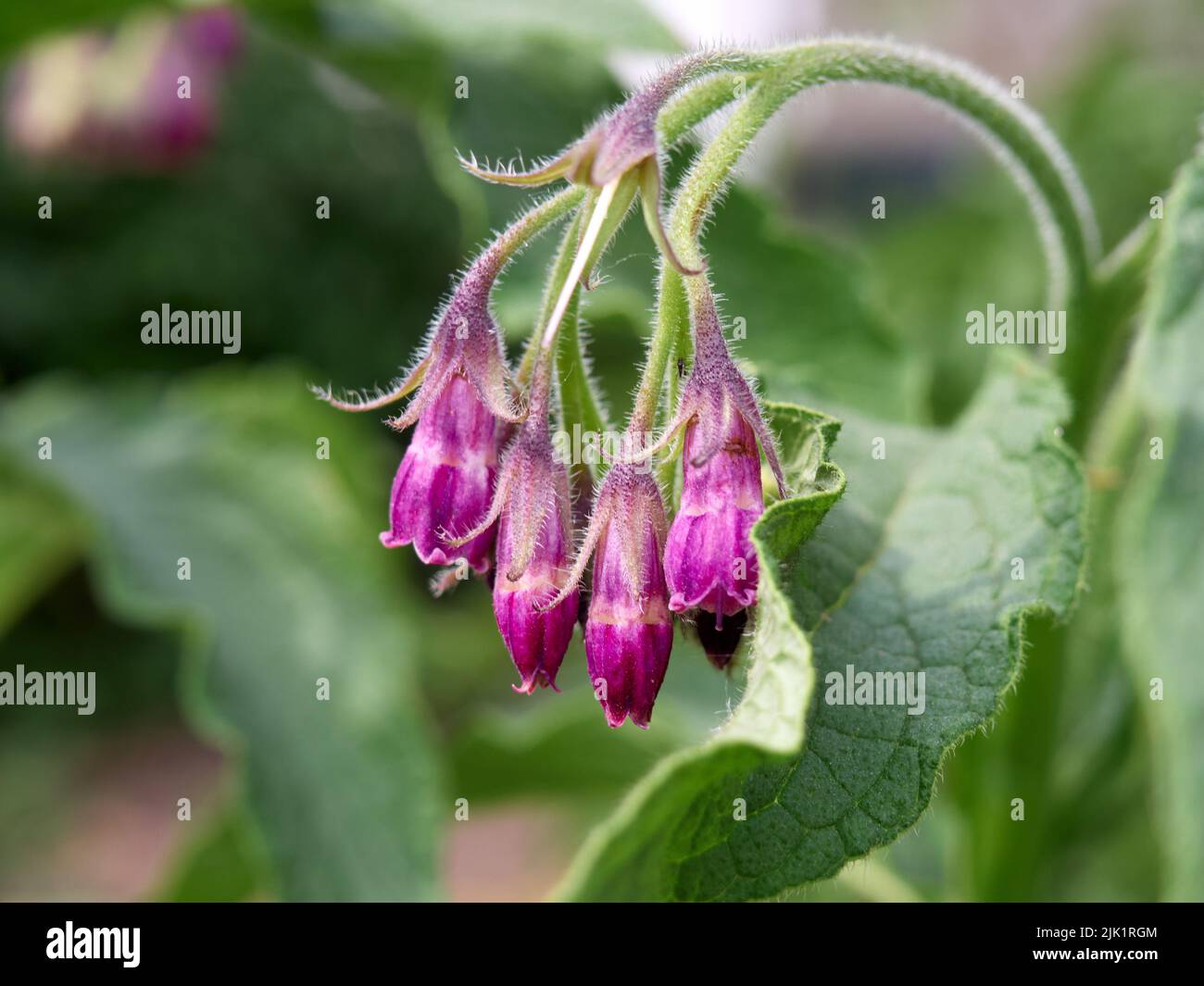 Comfrey bloom hi-res stock photography and images - Alamy