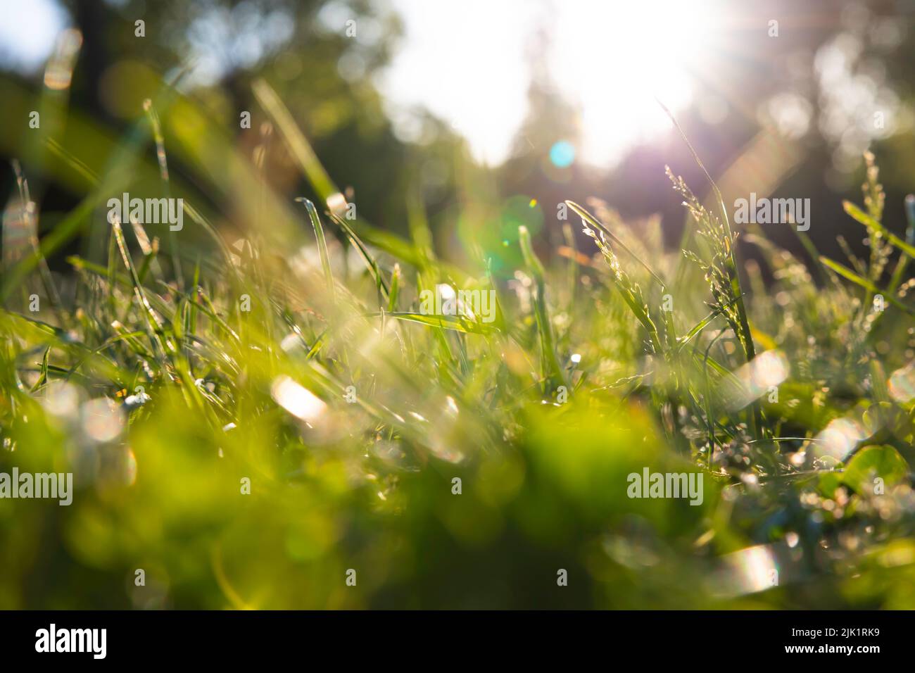 Defocused blurry grasses or nature background photo. Carbon net zero ...
