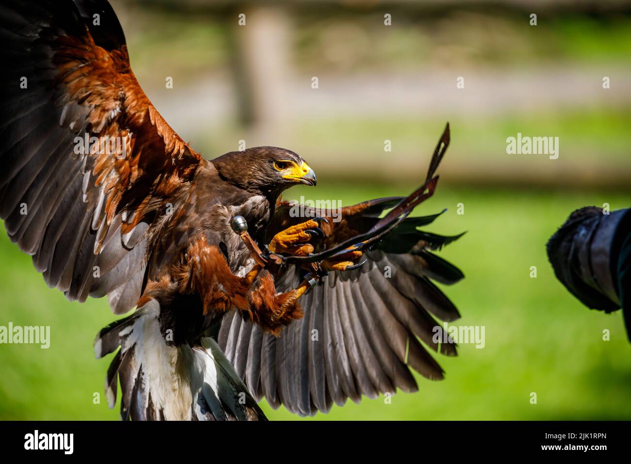 A harris hawk in flight Stock Photo - Alamy