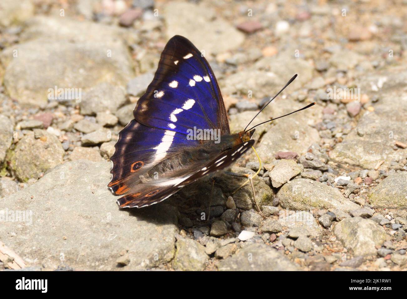 Purple emperor butterfly hi-res stock photography and images - Alamy