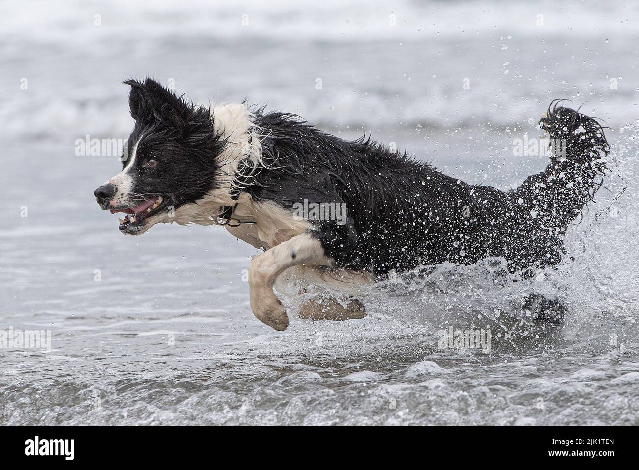 Border collie dog running on the beach in sea Stock Photo - Alamy