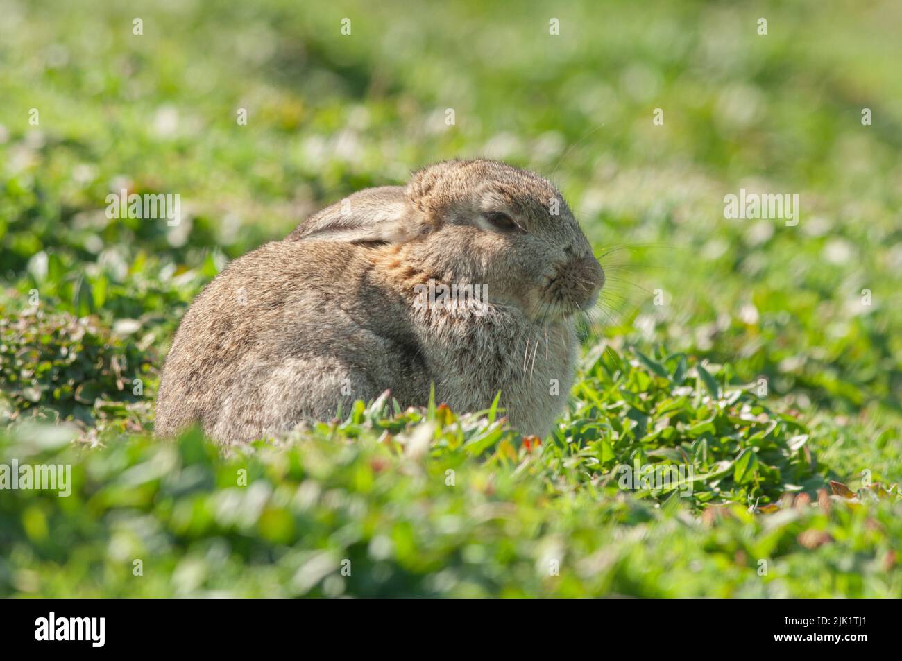 Non-native introduced rabbit on Skomer Island, Wales, UK Stock Photo ...