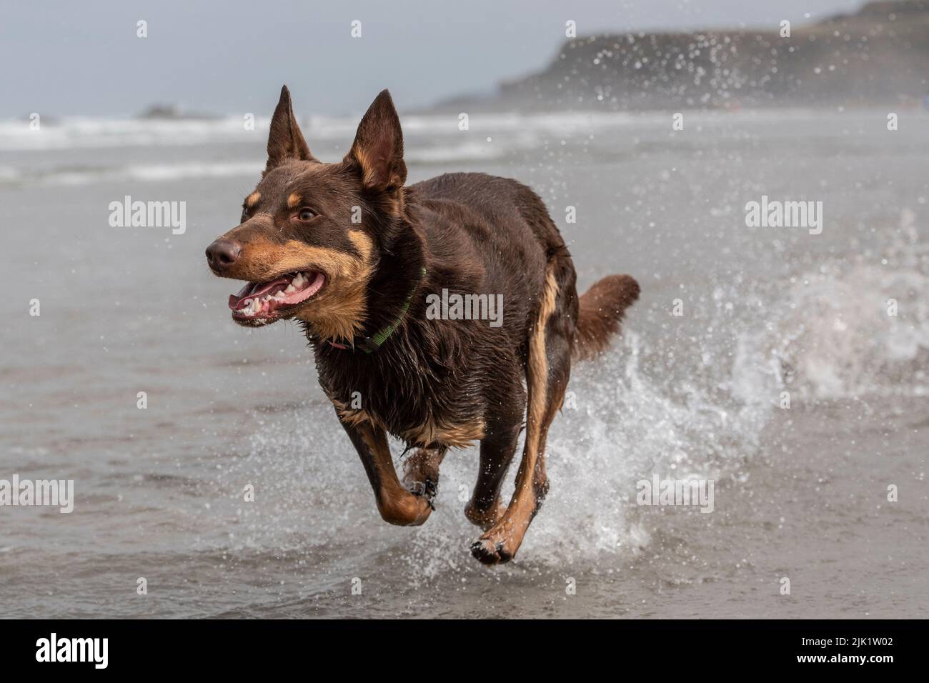 Australian Kelpie running through the sea Stock Photo - Alamy
