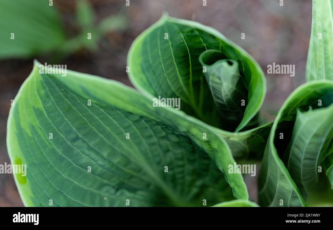 Funkia, a garden plant with large leaves. Leaves with a visible vessel ...