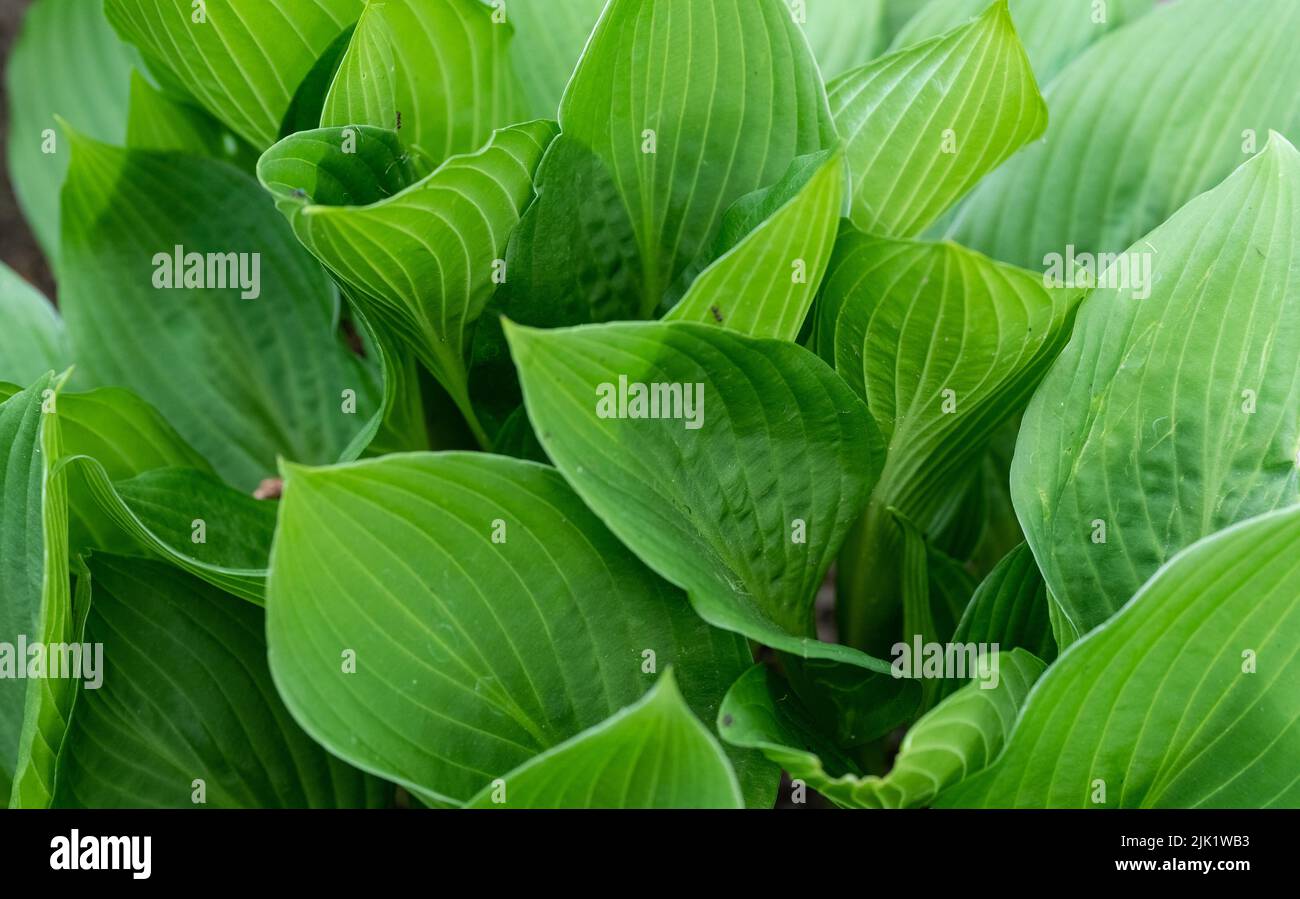 Funkia, a garden plant with large leaves. Leaves with a visible vessel ...