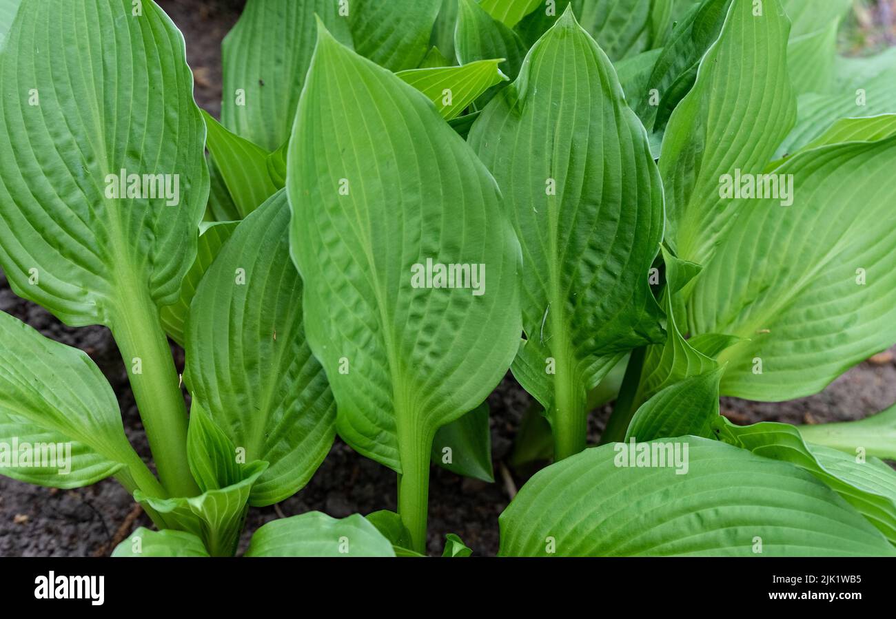 Funkia, a garden plant with large leaves. Leaves with a visible vessel ...