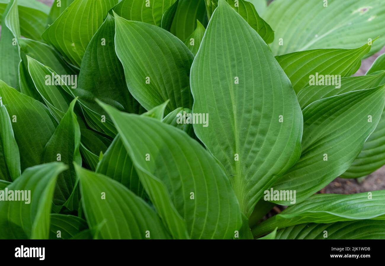 Funkia, a garden plant with large leaves. Leaves with a visible vessel ...