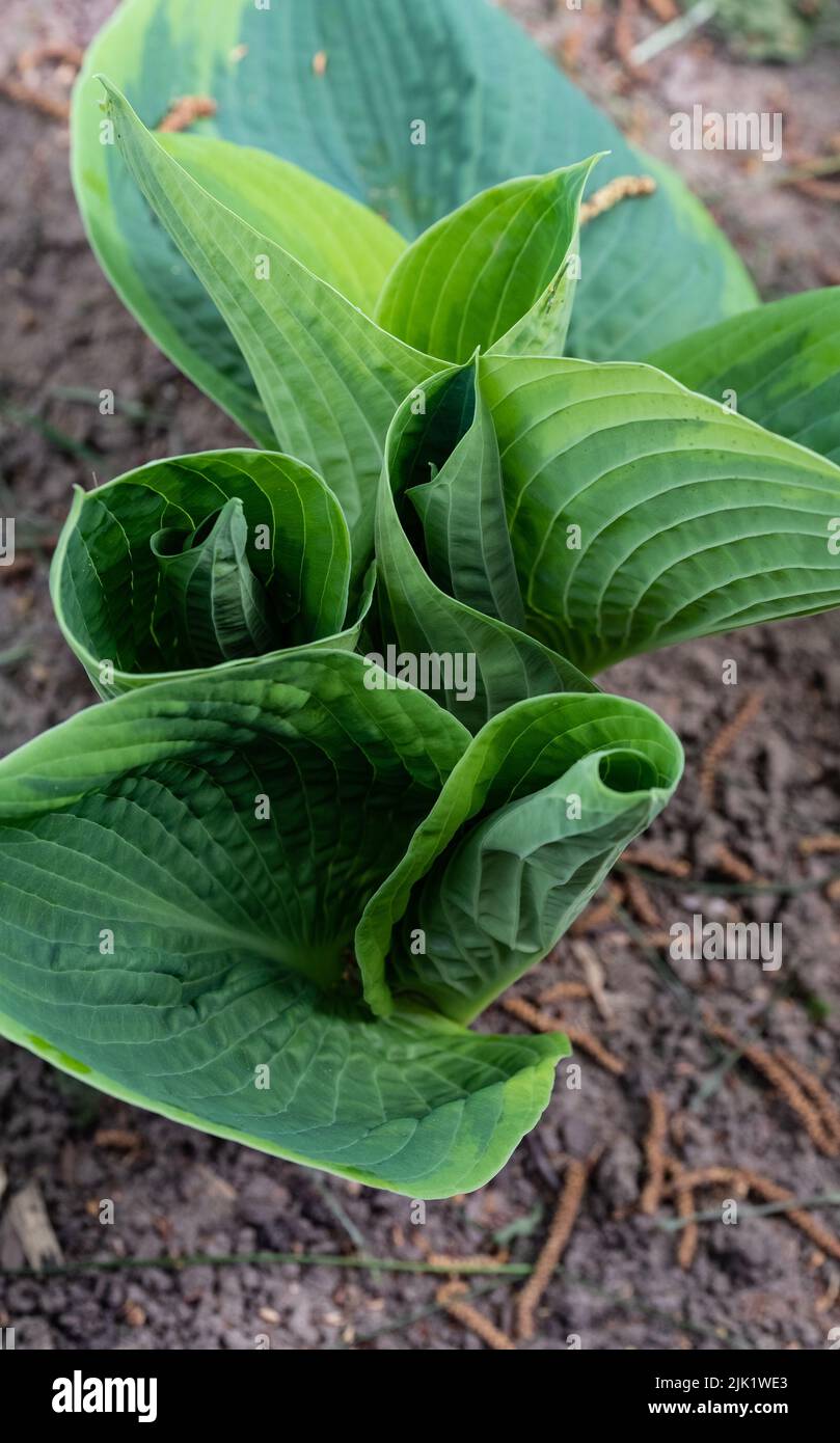 Funkia, a garden plant with large leaves. Leaves with a visible vessel ...