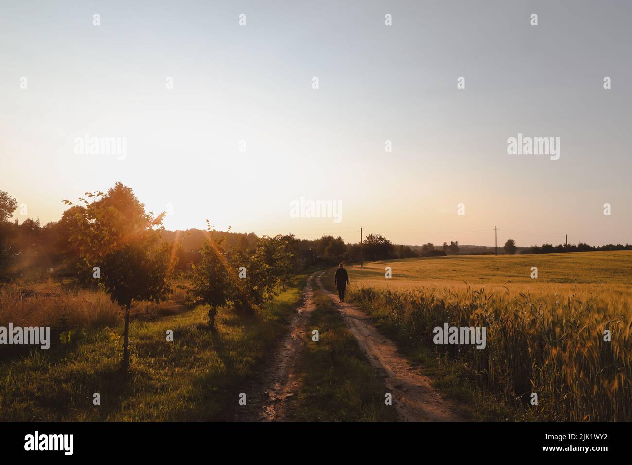 summer landscape with green growing field in countryside Stock Photo ...