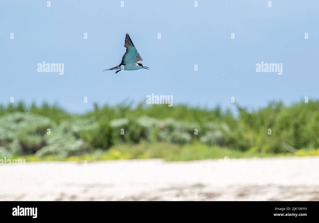 Sooty Tern flys over the remote island landscape in the Dry Tortugas ...