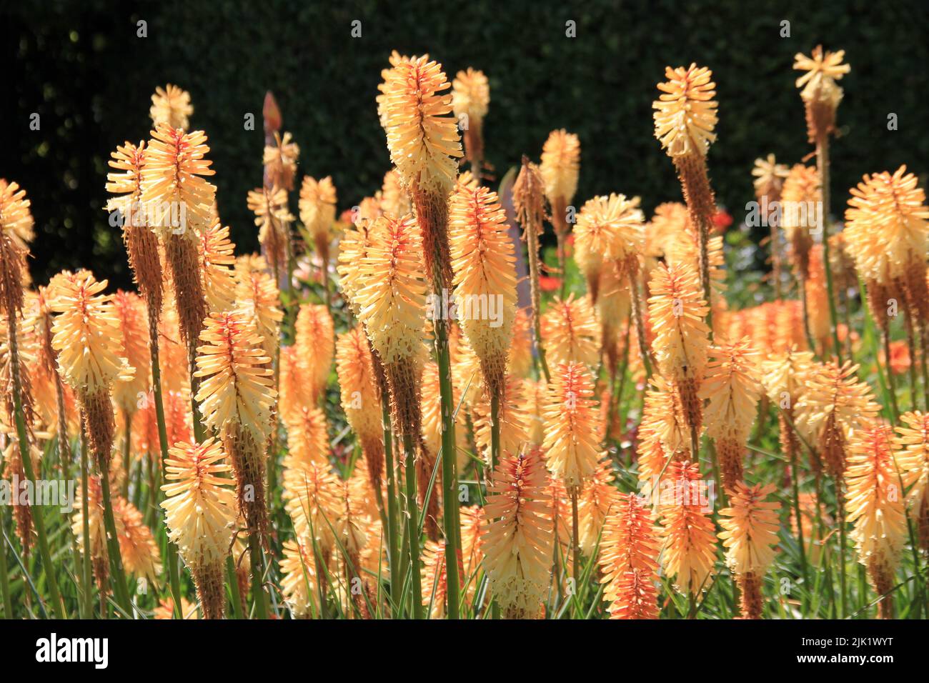 Kniphofia uvaria garden border hi-res stock photography and images - Alamy