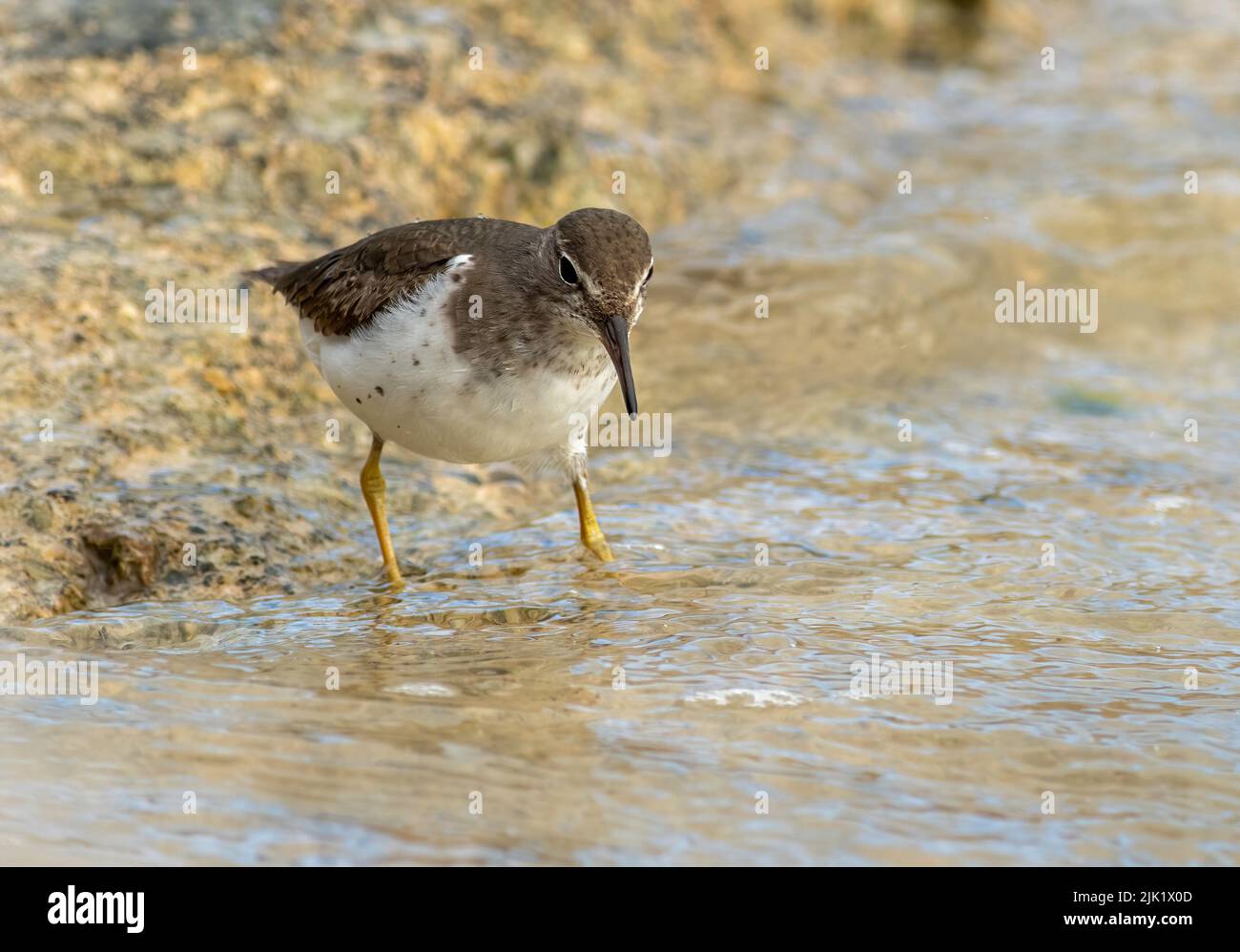 A spotted sandpiper wading in the ocean feeding Stock Photo - Alamy