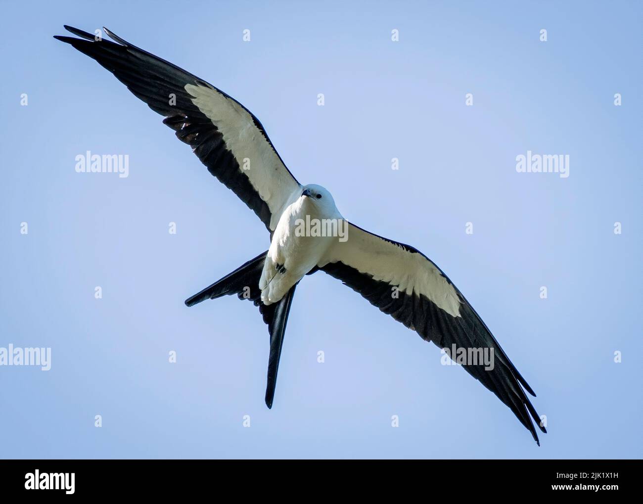 A swallow-tailed kite with wings spread flying overhead Stock Photo - Alamy