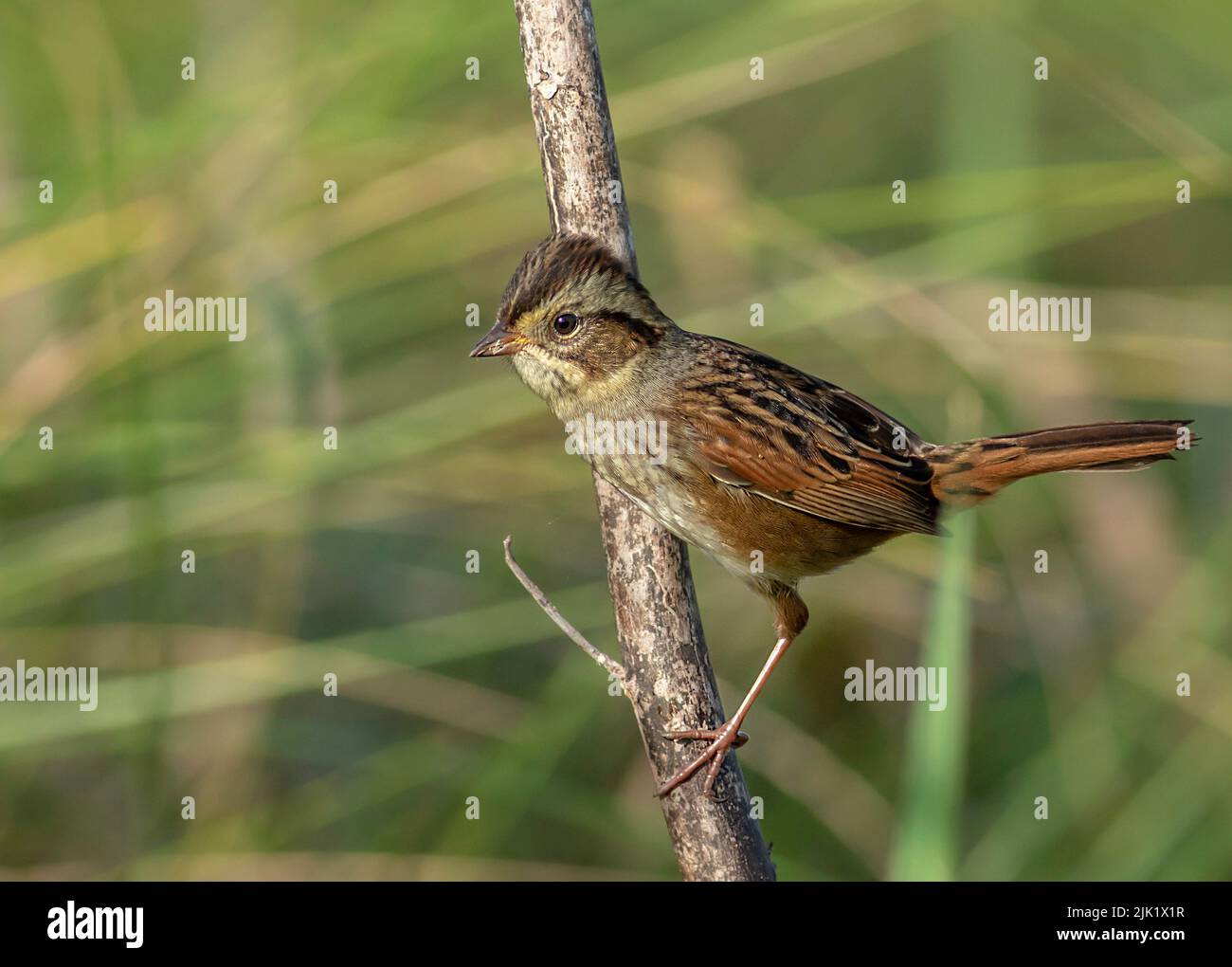 Swamp sparrow hi-res stock photography and images - Alamy