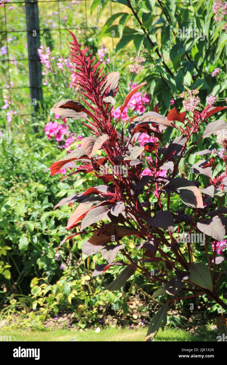 The gardens in Demen, the Netherlands Stock Photo - Alamy
