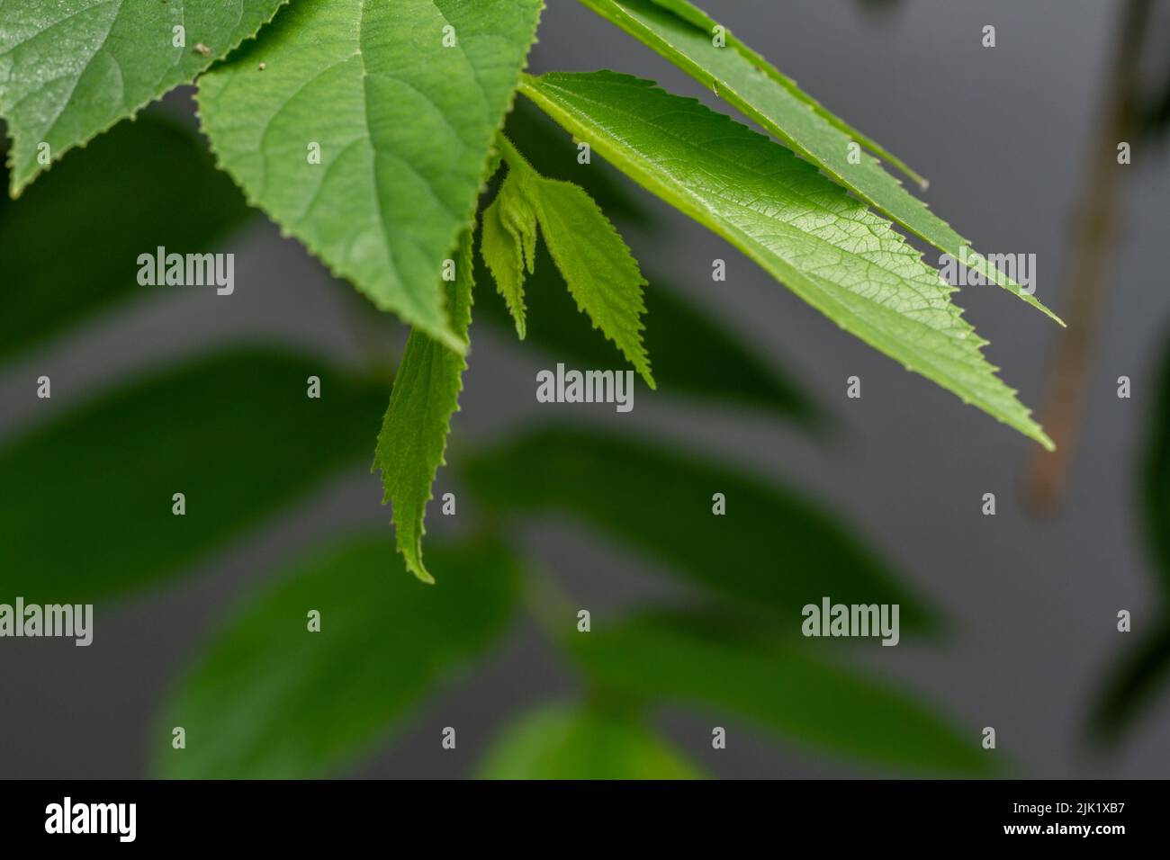 Close-up of green cherry leaves with a heart shape, jagged leaf edges ...