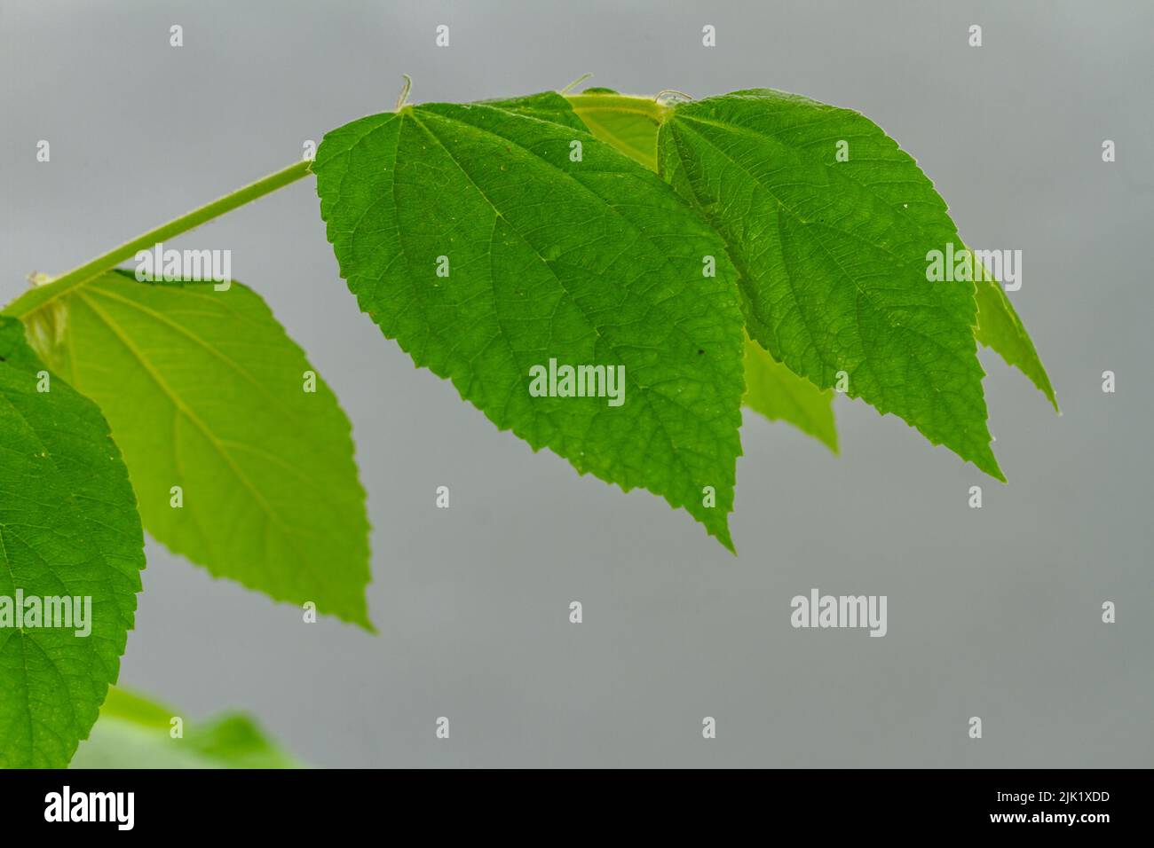 Close-up of green cherry leaves with a heart shape, jagged leaf edges ...