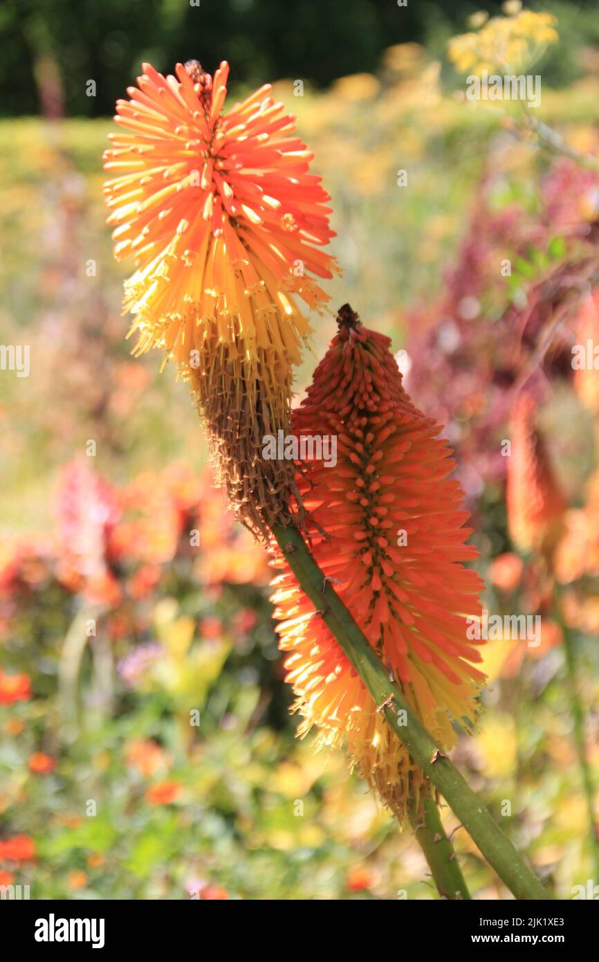 Kniphofia uvaria garden border hi-res stock photography and images - Alamy