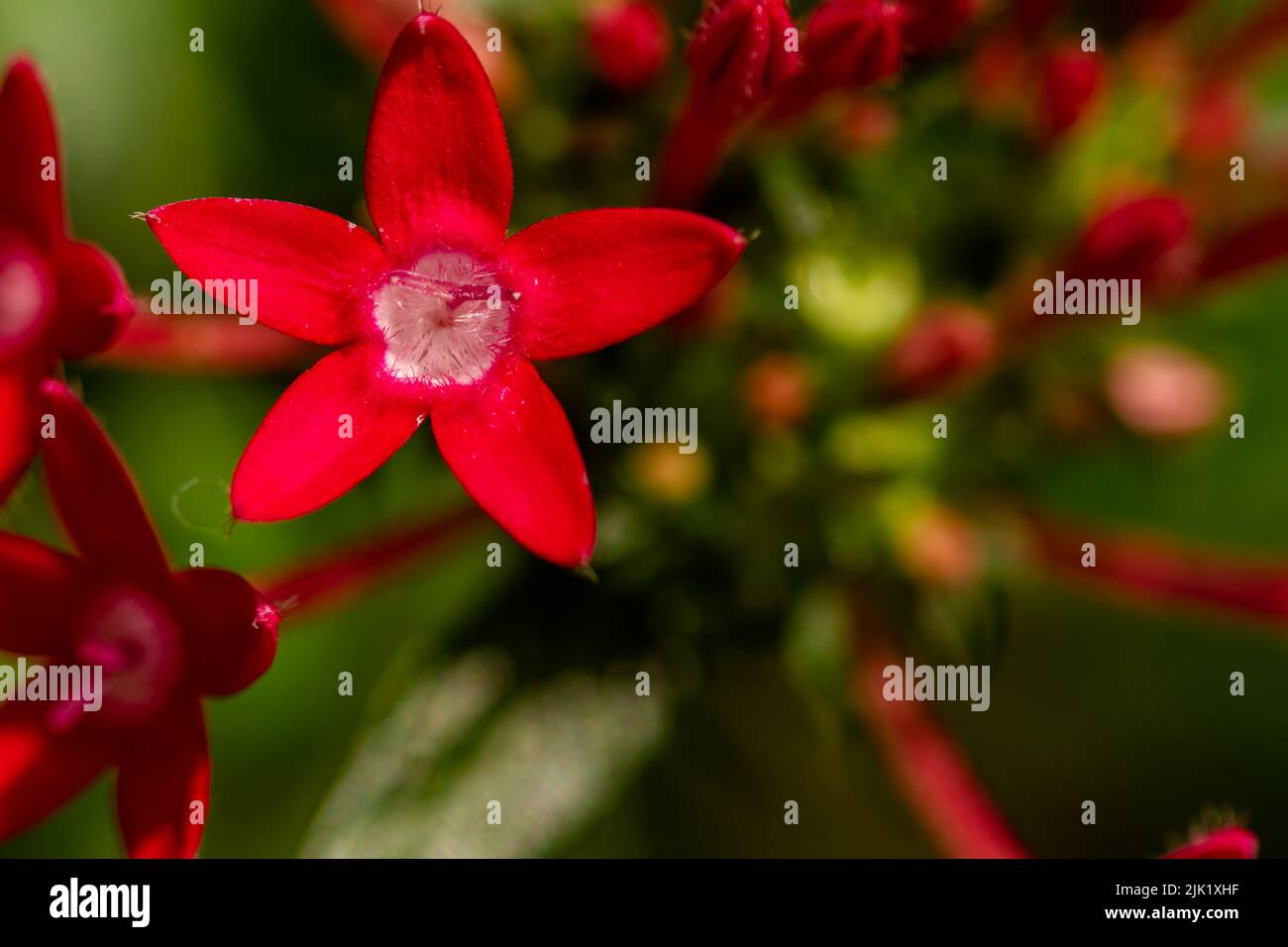 African star flower hi-res stock photography and images - Alamy