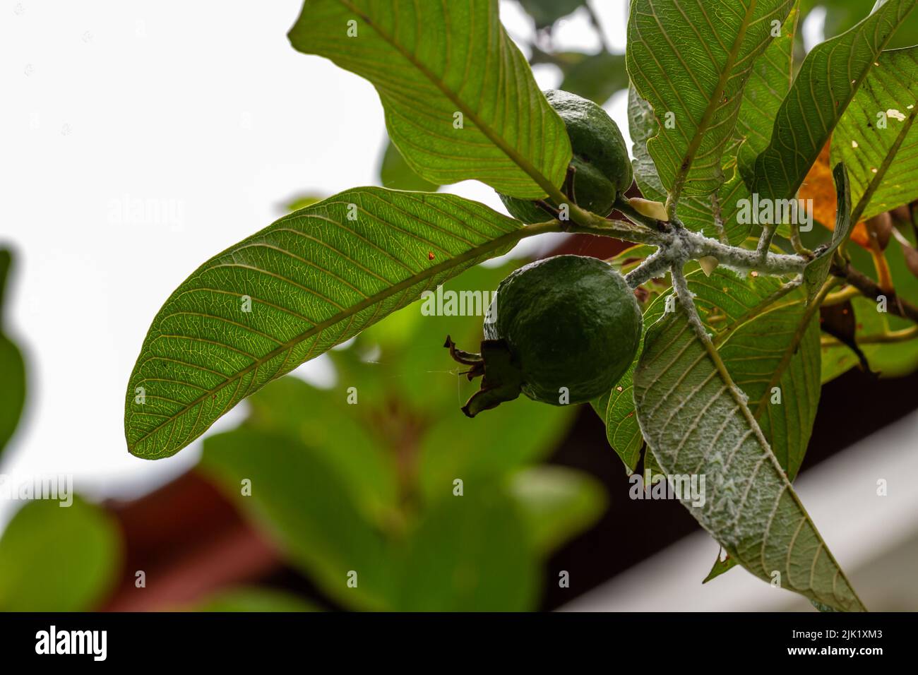 Guava plant that has green flowers and fruit, green heart-shaped leaves ...