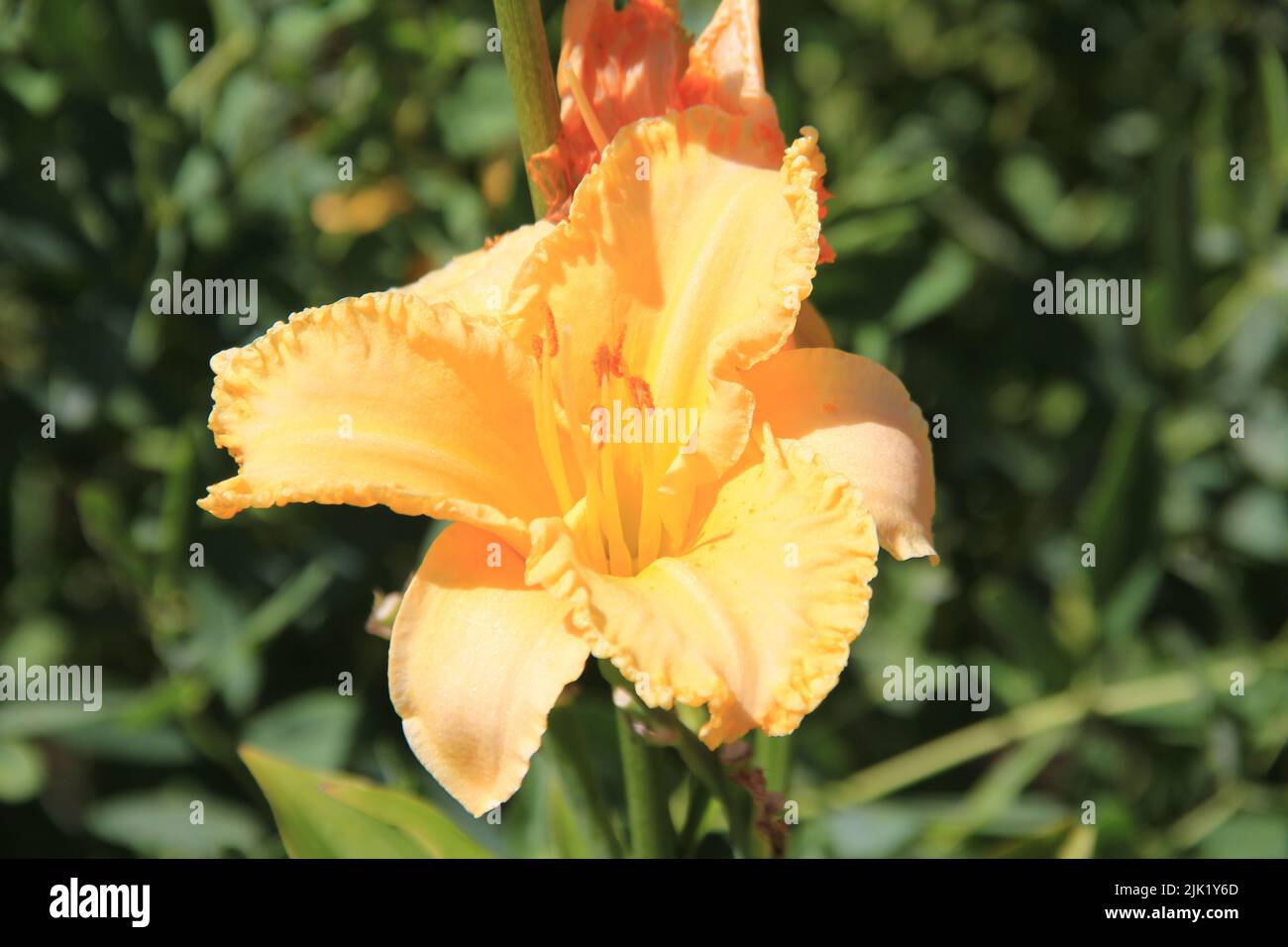The gardens in Demen, the Netherlands Stock Photo - Alamy
