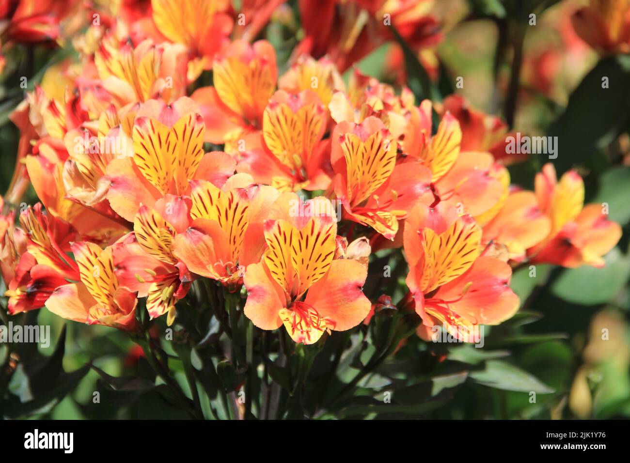 lily of the Incas Stock Photo - Alamy